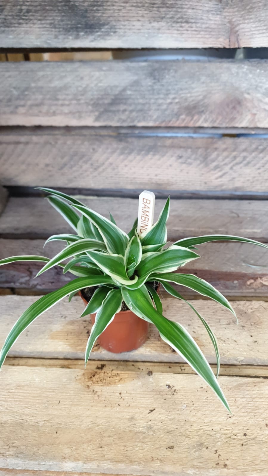 Mini Spider Plant | 5cm Pot | Chlorophytum Comosum | Plantopia - The ...