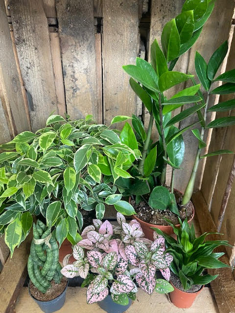 Mystery Plant Bundle | Plant Bundles | Plantopia - The Plant Shop