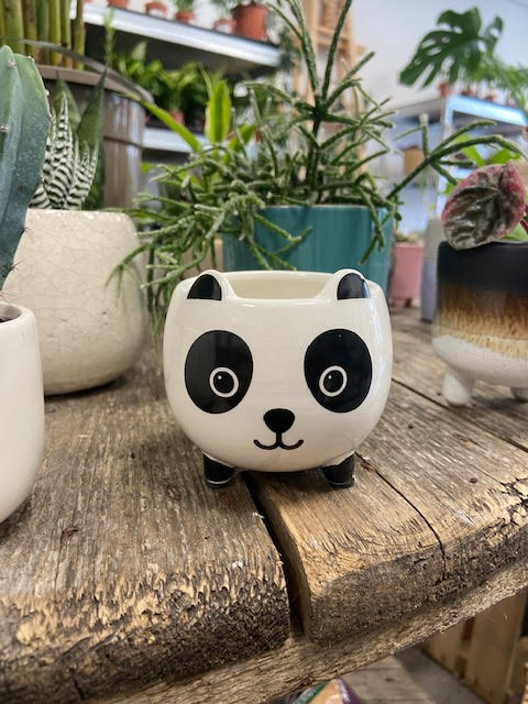 Mini Panda Planter | Plantopia - The Plant Shop