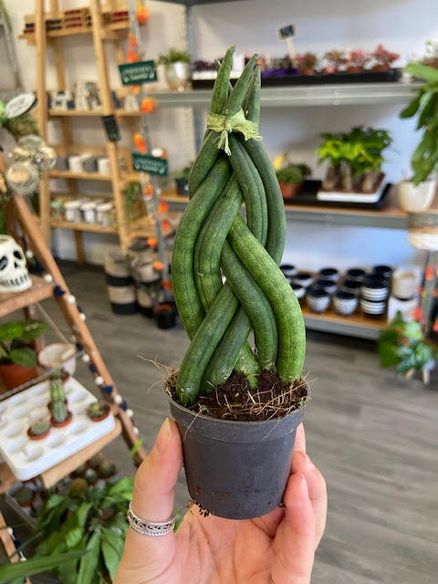 Mini Sansevieria | 5.5cm Pot | Cylindrical Snake | Plantopia - The ...