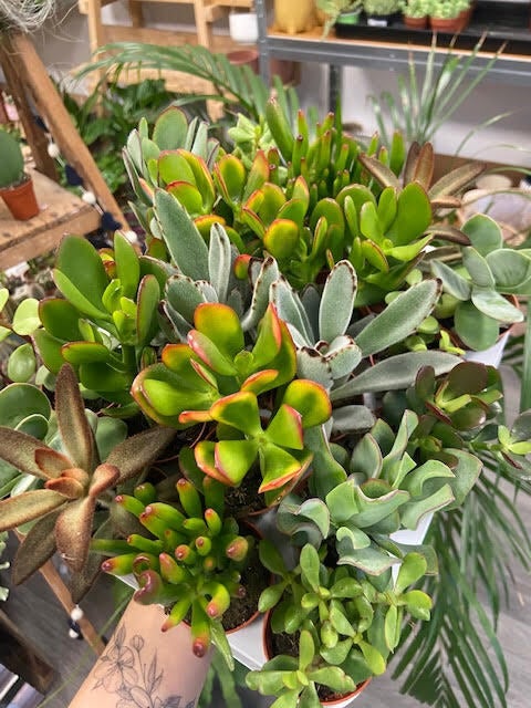 Mini Cactus & Succulent Bundle | 5cm Pot | 5 Mini Plants | Plantopia ...